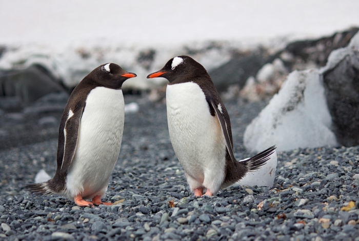 Casal de pinguins machos adota ovo em zoológico de Berlim MH - Mundo e ...