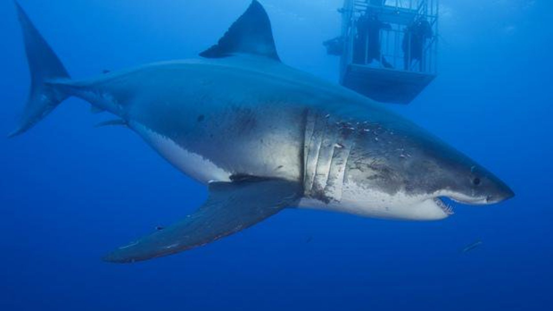 Tubarão-branco de quase uma tonelada é capturado por pesquisadores MH ...