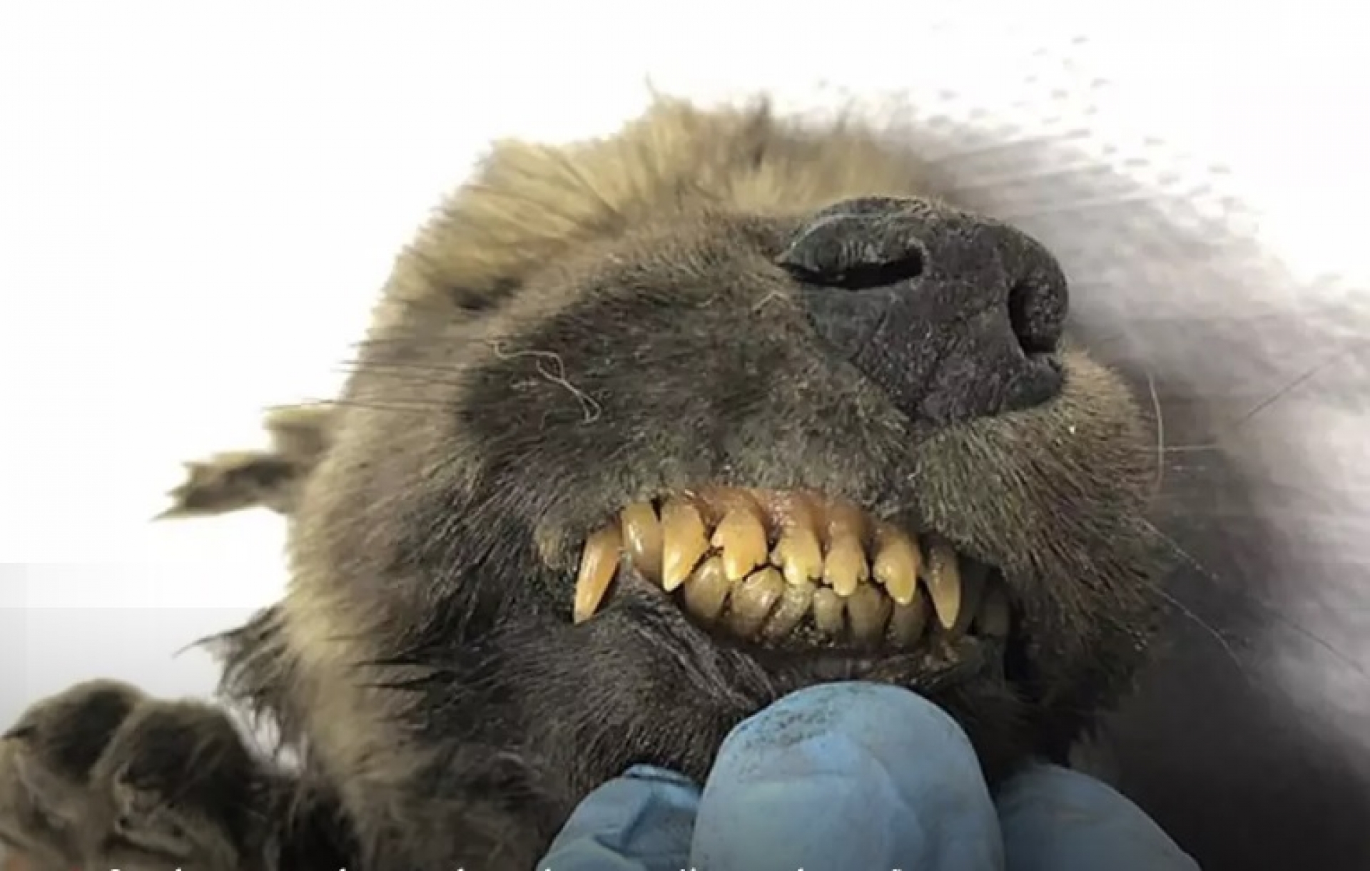 Filhote de 18 mil anos é achado conservado na Sibéria MH - Mundo e ...