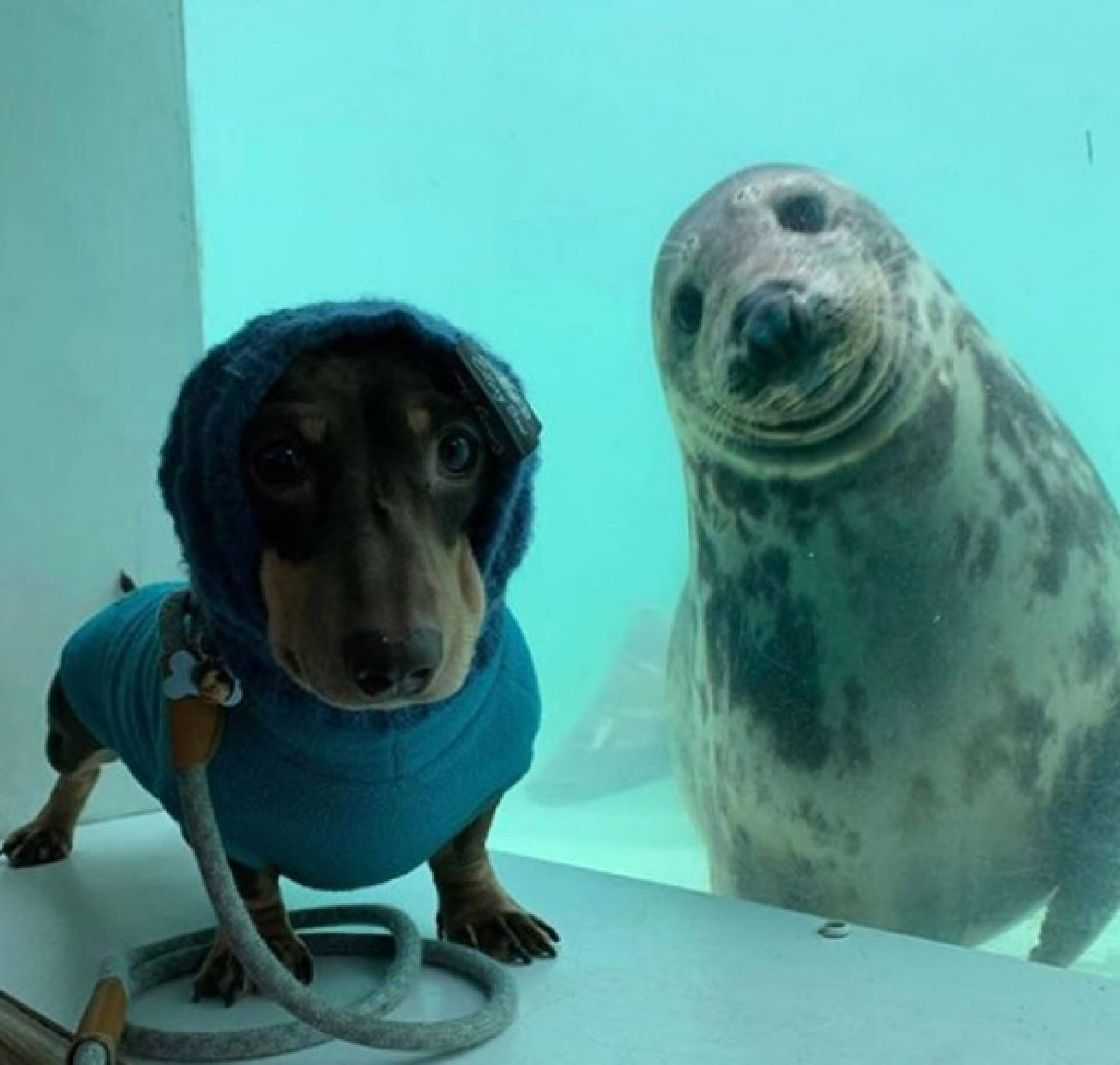 Amizade entre cãozinho e foca viraliza nas redes sociais MH - Mundo e ...