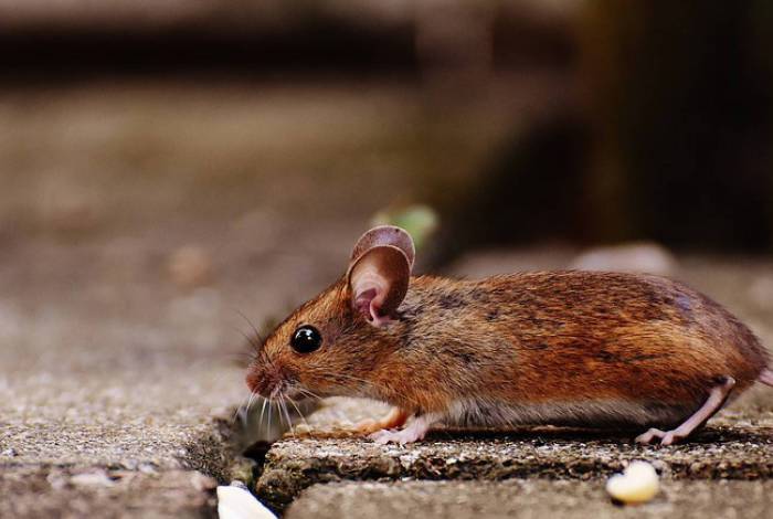 Camundongos se aproveitaram do homem para conquistar o mundo, diz ...