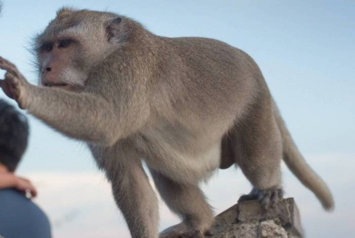 Macaco quebra carro durante safári no Reino Unido; veja o vídeo MH ...