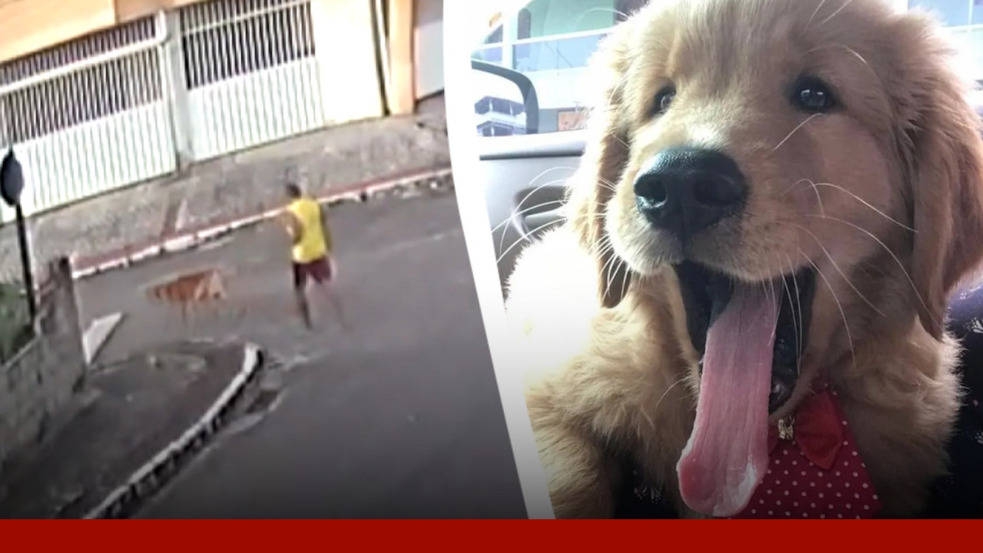 Vídeo mostra momento em que policial atira em cachorro
