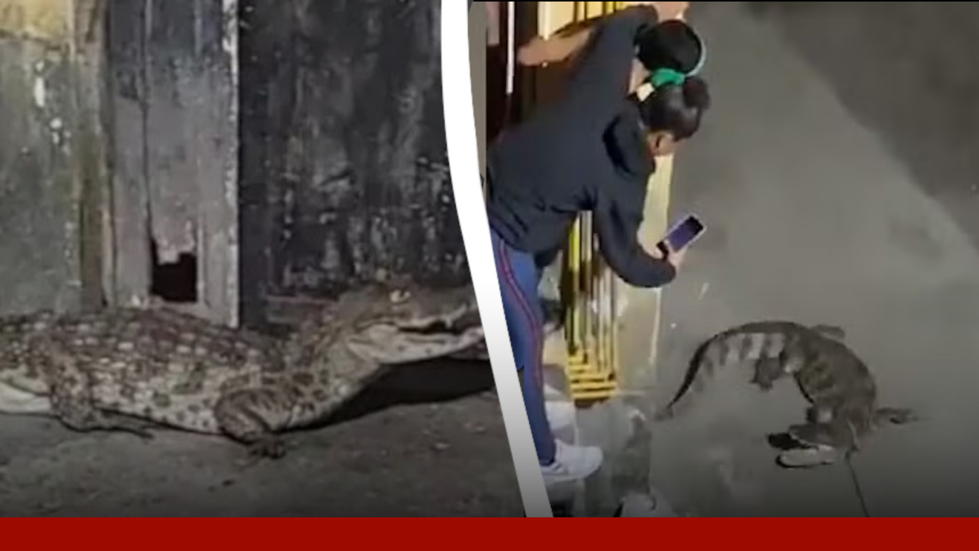 Vídeo: Jacaré invade prédio e assusta moradores na Cidade de Deus Vídeo ...