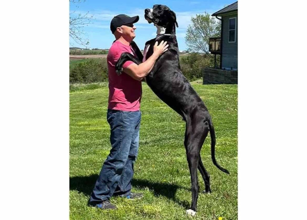 Cachorro mais alto do mundo é reconhecido pelo 'Guinness'; veja altura ...